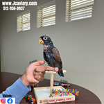 Bronze Wing Pionus for Sale