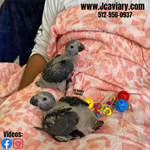 African Grey Parrots for Sale