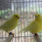 Canaries for Sale