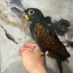 Bronze Wing Pionus for Sale