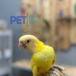 Dusky Conures for Sale