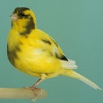 Canaries for Sale in Florida