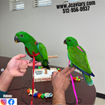 Eclectus for Sale