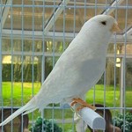 Canaries for Sale in Florida