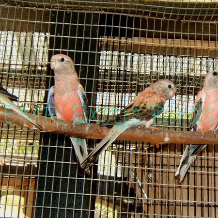 Bourke Parakeet #94833 for sale in San Diego, CA