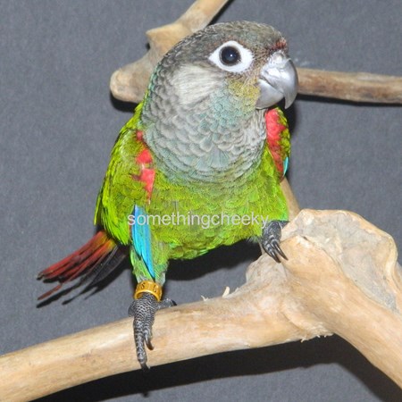 Pearly Conure #94842 for sale in clayton, NC