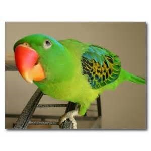 Philippine Blue Nape Parrot #95264 for sale in Green Brook , NJ