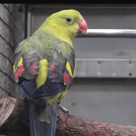 Rock Pebbler Parakeet #98235 for sale in Niles, IL
