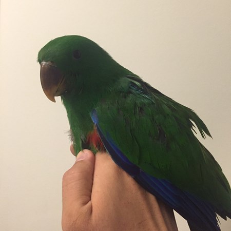 Vosmaeri Eclectus #100716 for sale in Niles, IL