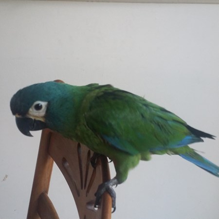 Illigers Macaw #95300 for sale in Austin , TX