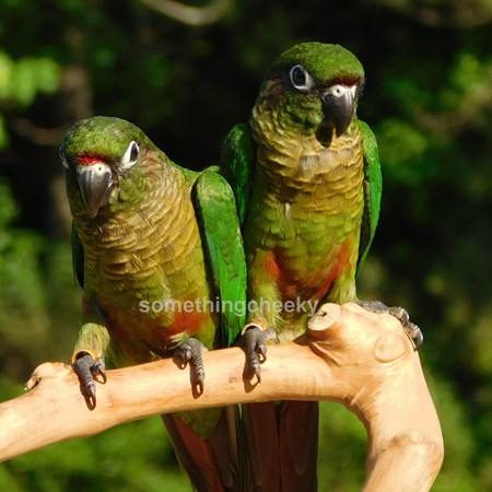 Maroon Belly Conure #109012 for sale in clayton, NC