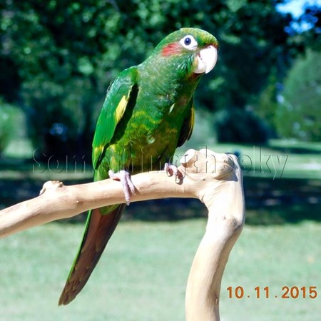 Hoffmans Conure #109206 for sale in clayton, NC