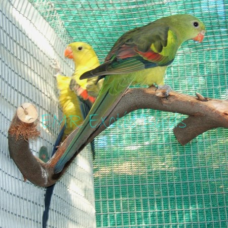 Rock Pebbler Parakeet #109584 for sale in San Diego, CA