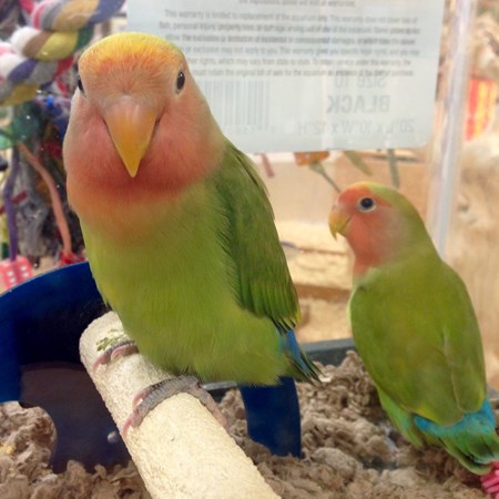 Peach Face Lovebird #109750 for sale in Chester, NJ