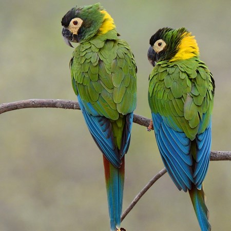 Yellow Collar Macaw #119113 for sale in Austin, TX