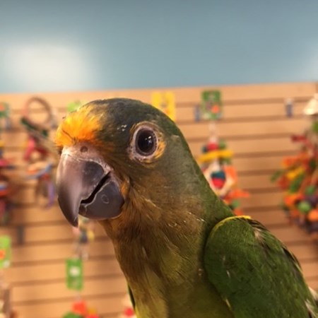 Brown Throat Conure #120583 for sale in Niles, IL