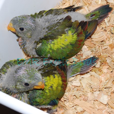 Rock Pebbler Parakeet #121837 for sale in San Diego, CA