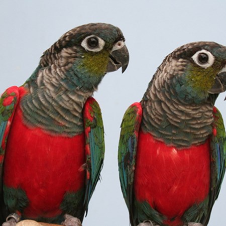 Crimson Bellied Conure #125470 for sale in Austin, TX