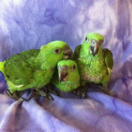 Yellow Naped Amazon #125848 for sale in Austin, TX