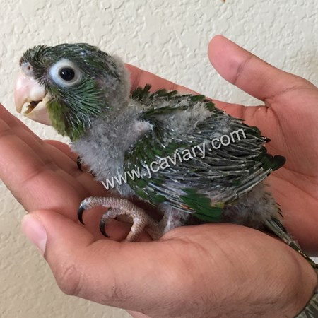 Cherry Head Conure #127801 for sale in Austin, TX