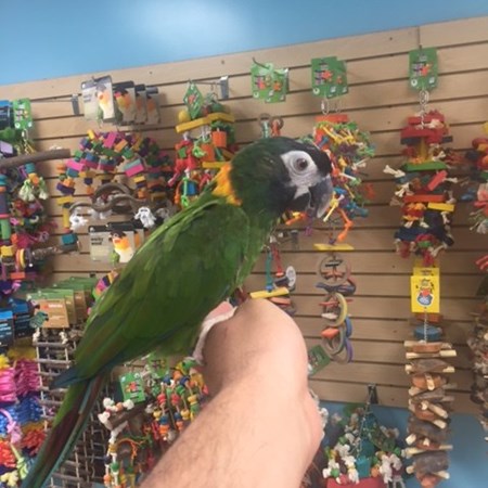 Yellow Collar Macaw #127959 for sale in Des Plaines, IL