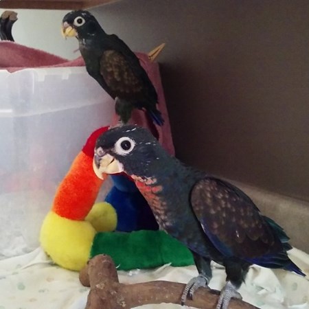 Bronze Wing Pionus #128583 for sale in Columbia City, IN