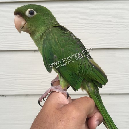 Cherry Head Conure #128733 for sale in Austin, TX