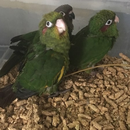 Hoffmans Conure #128789 for sale in Loxahatchee, FL