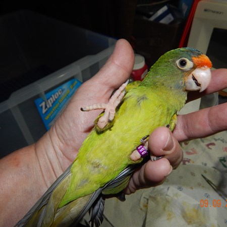 Half Moon Conure #128938 for sale in Jacksonville, NC