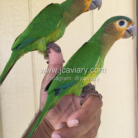 Brown Throat Conure #128977 for sale in Austin, TX