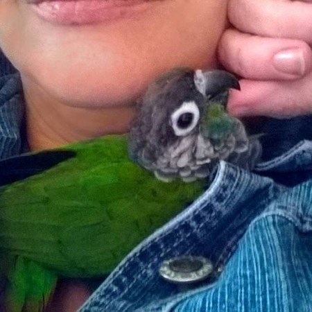 Pearly Conure #129015 for sale in East of Dallas (off of I 20) Lindale ...