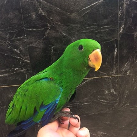 Solomon Island Eclectus #132447 for sale in Niles, IL