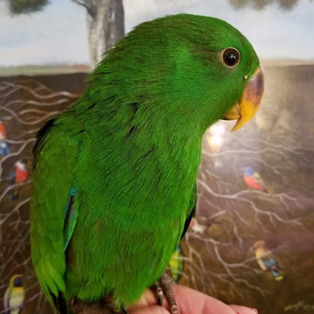 Solomon Island Eclectus #133156 for sale in Stroudsburg , PA