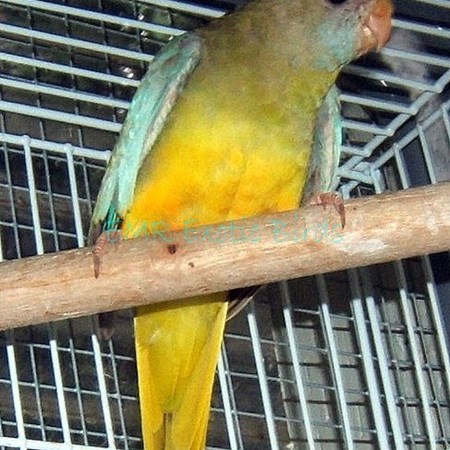 Grass Scarlet Chested (Splendid) Parakeet #133245 for sale in San Diego, CA