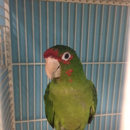 Mitred Conure #133888 for sale in Niles, IL