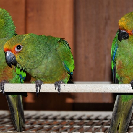 Gold Capped Conure #134010 for sale in Raleigh, , NC
