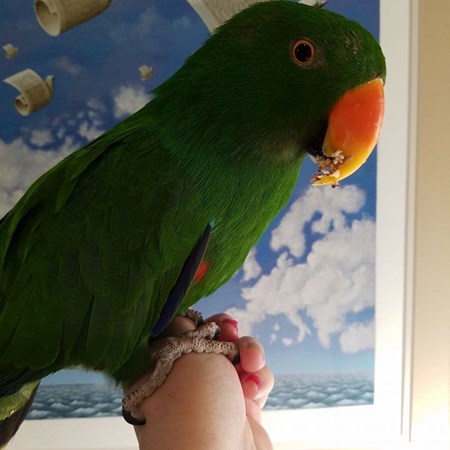 Solomon Island Eclectus #135604 for sale in Stroudsburg , PA