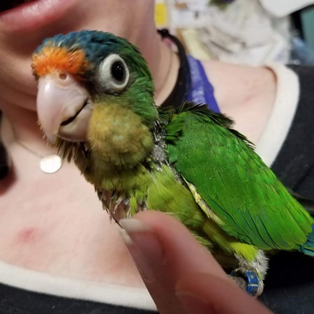Half Moon Conure #136349 for sale in coupeville, WA