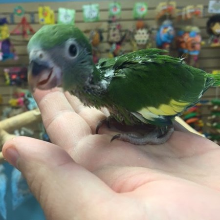 Canary-wing Parakeet #137103 for sale in Niles, IL