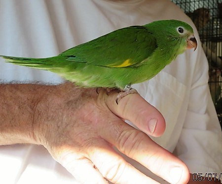 Canary-wing Parakeet #137830 for sale in Miami, FL