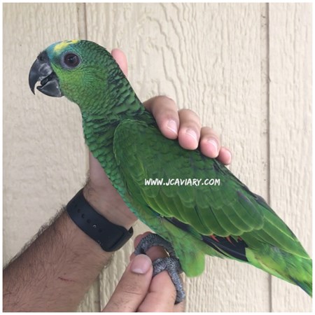 Blue Front Amazon #138825 for sale in Austin, TX