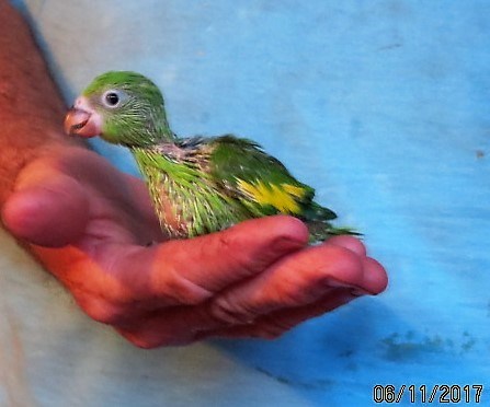 Canary-wing Parakeet #138995 for sale in Miami, FL