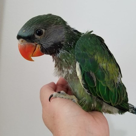 Ringneck Derbyan Parakeet #139893 for sale in East Stroudsburg , PA