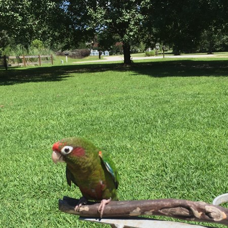 Rose Crown Conure #141200 for sale in clayton, NC
