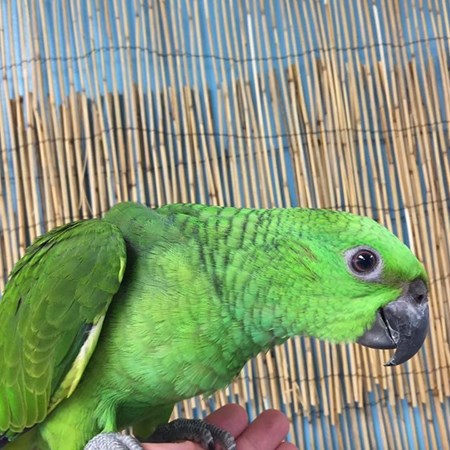 Yellow Naped Amazon #141300 for sale in Niles, IL