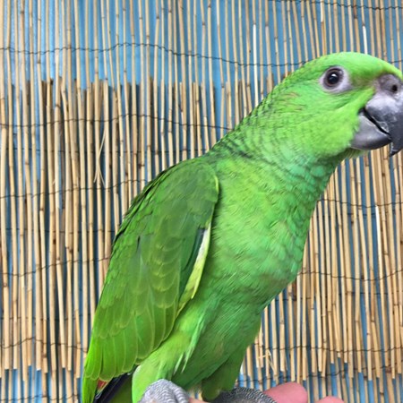 Yellow Naped Amazon #141472 for sale in Des Plaines, IL
