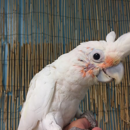 Goffin Cockatoo #141567 for sale in Niles, IL