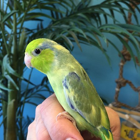 Celestial (Pacific) Parrotlet #151406 for sale in Niles, IL