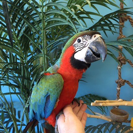 Hybrid Macaw #151441 for sale in Niles, IL