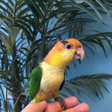 White Bellied Caique #151994 for sale in Niles, IL